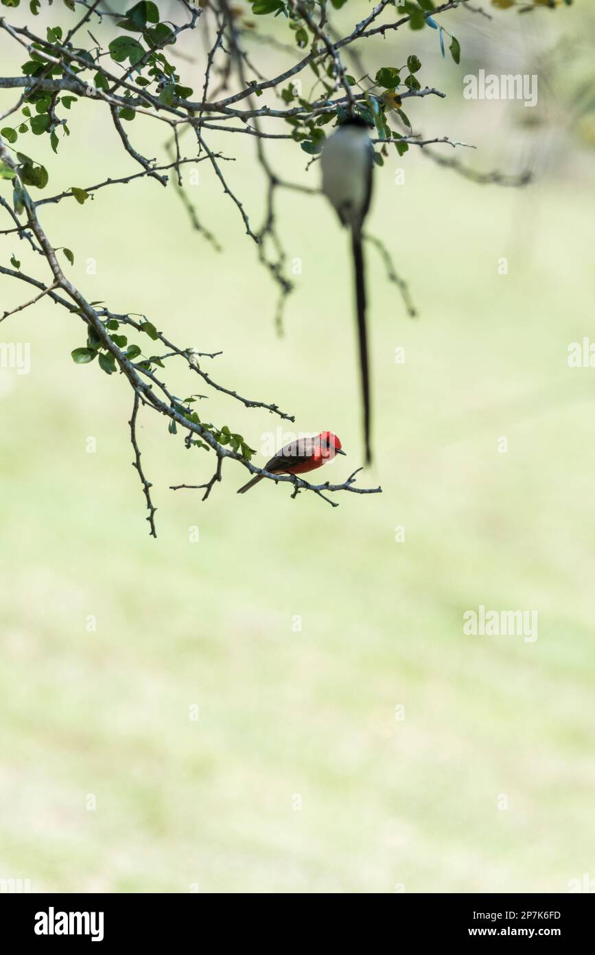 Perched Vermilion Flycatcher (Pyrocephalus rubinus) in Tabasco State ...