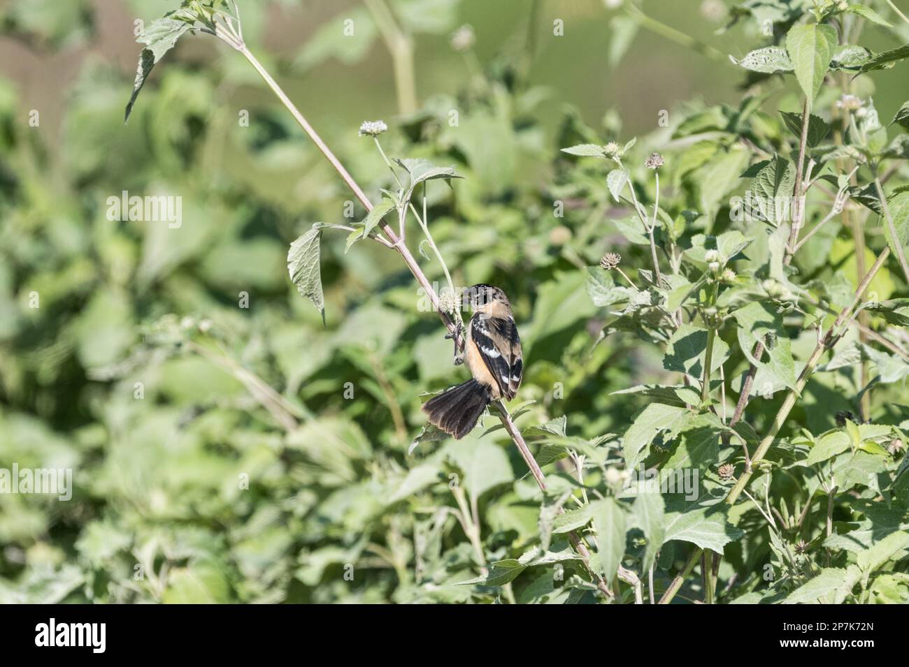 Foraging male White-Collared/ Cinnamon-rumped Seedeater (Sporophila ...