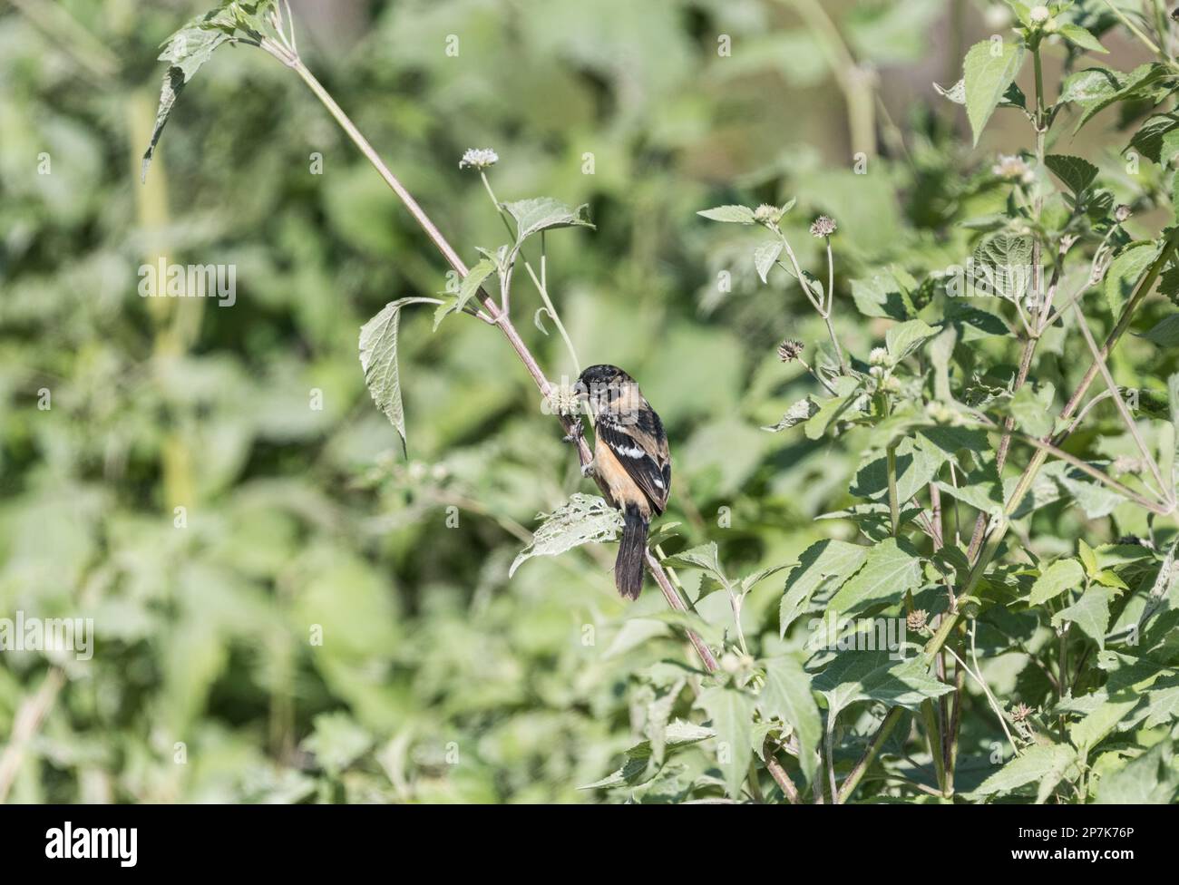 Foraging male White-Collared/ Cinnamon-rumped Seedeater (Sporophila ...
