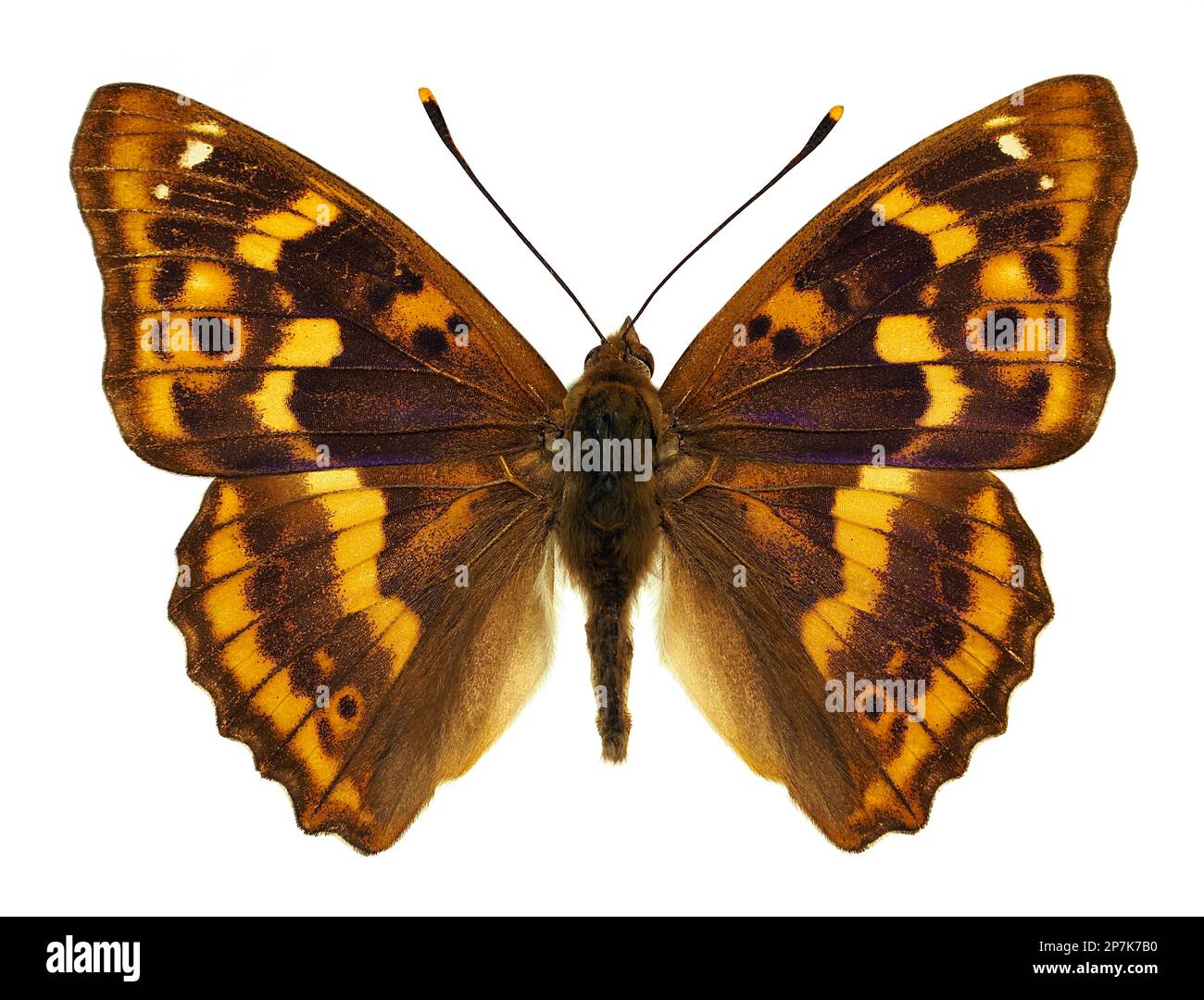 Apatura ilia butterfly or lesser purple emperor isolated on white ...