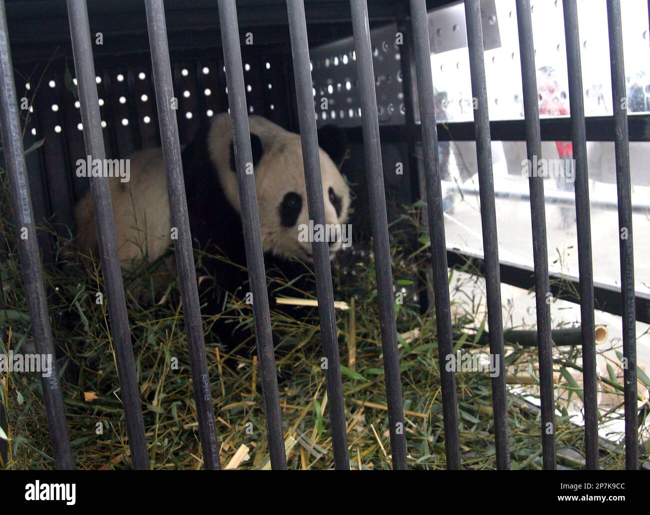 Panda Tai Shan sits in a cage in a FedEx plane, and decorated with an ...