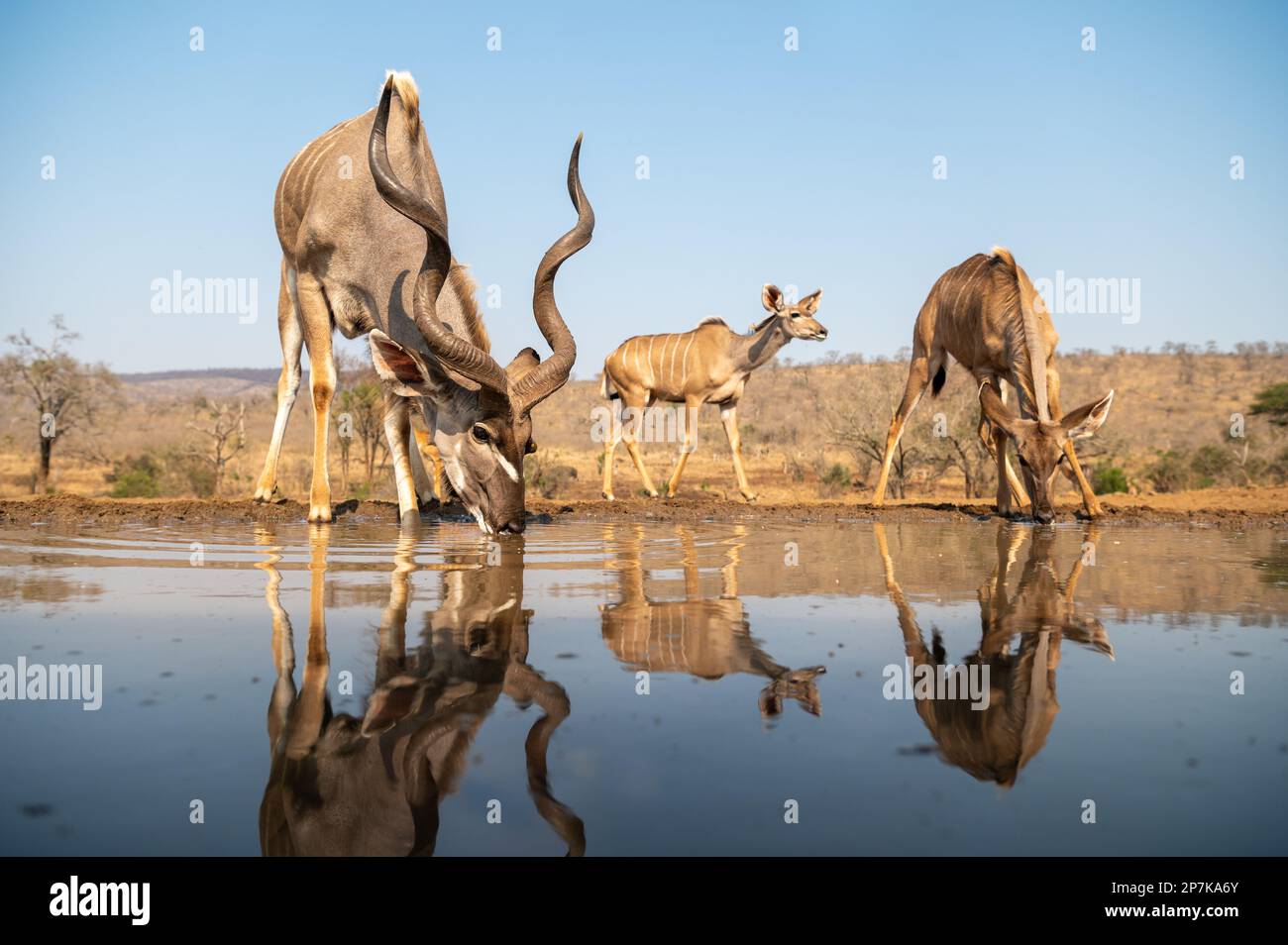 Kudu drinking at a water hole at night in South Africa Stock Photo - Alamy