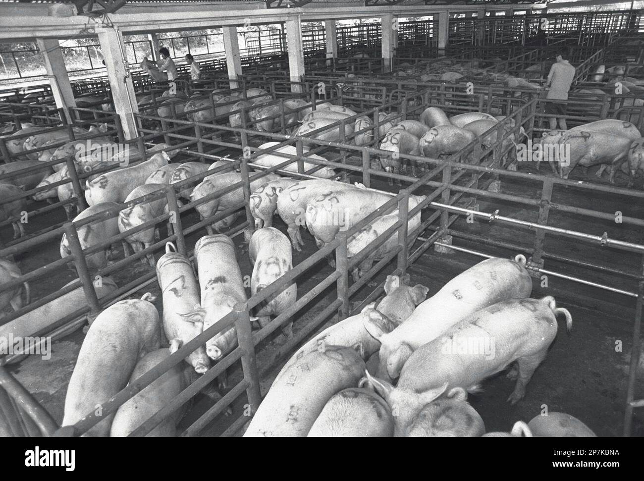 Primary Industries Enterprise (PIE), a company owned by the National ...