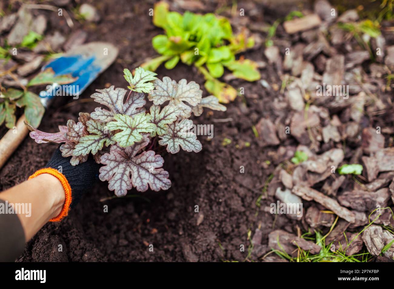 Planting heuchera color dream into soil. Gardener plants coral bells in ...
