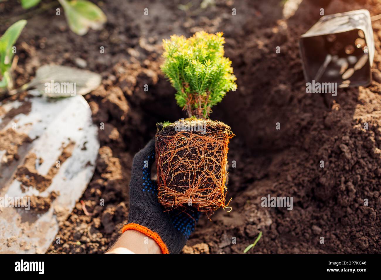 Planting anniek arborvitae into soil in spring garden. Spherical ...