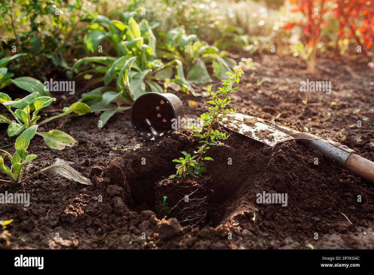 Planting pyracantha into soil. Gardener puts small evergreen seedling ...
