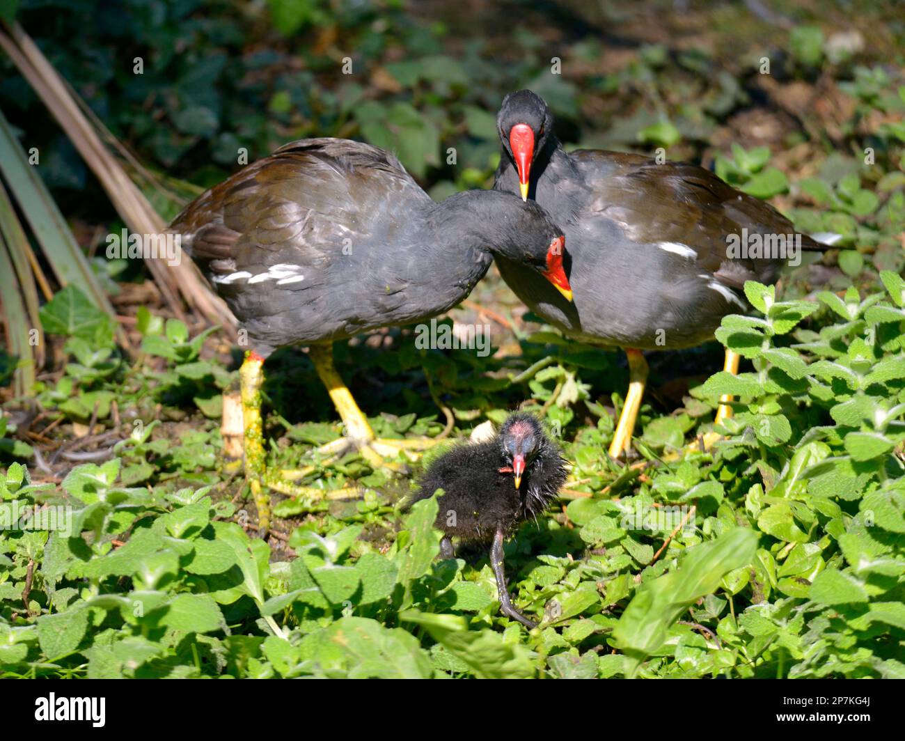 Eurasian Common Moorhen (Gallinula chloropus) and its chick on aquatic ...