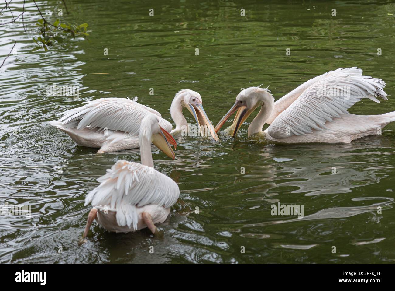 Three pelicans (pelecanus) with opened beaks for feeding swim together ...