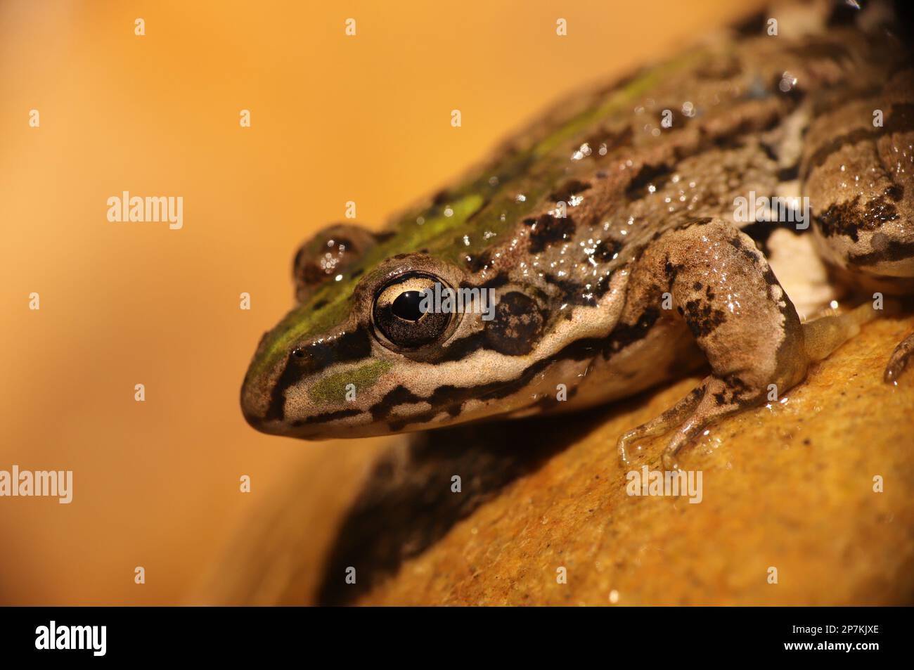Green frog with warm colors sitting on a rock Stock Photo - Alamy