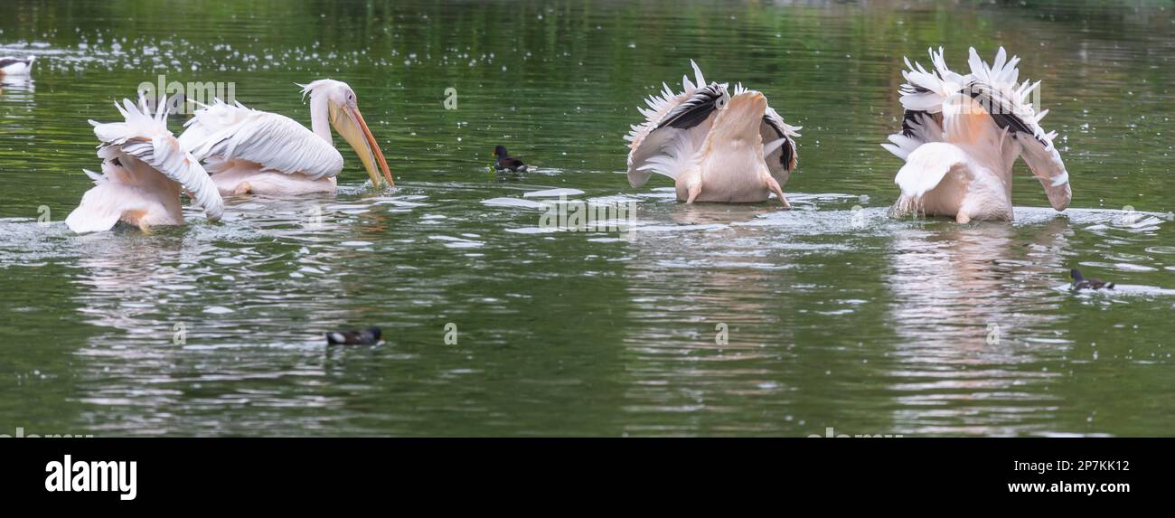 A group of pelicans swim in a lake close to the lakeside, spread their ...