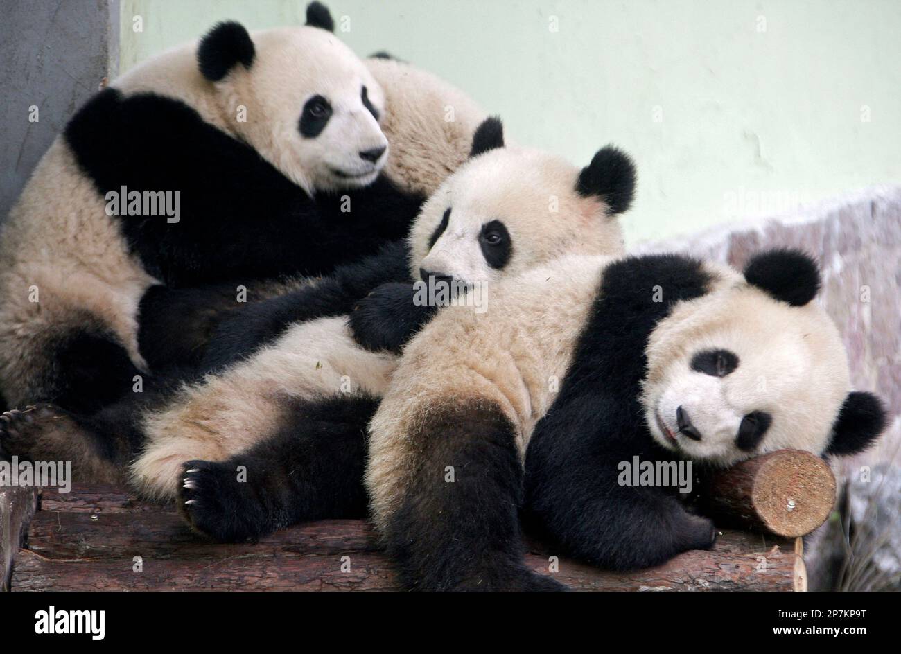 In this photo taken Wednesday, Jan. 20, 2010, panda cubs from the ...