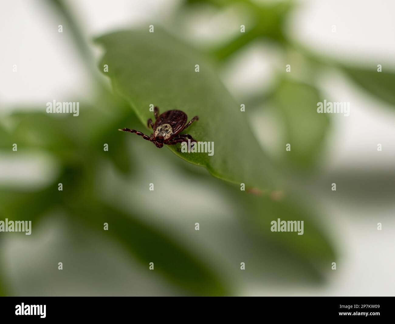 Infectious parasitic insect Dermacentor Dog Tick Arachnid on a green ...