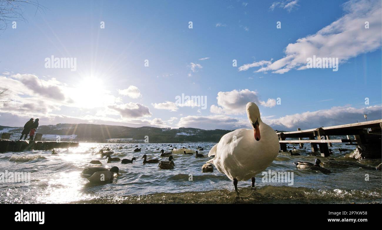 Ducks and a swan linger at the shore of the Greifensee lake in ...