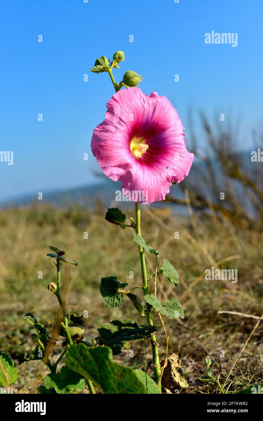 Hollyhocks alcea rosea hi-res stock photography and images - Alamy