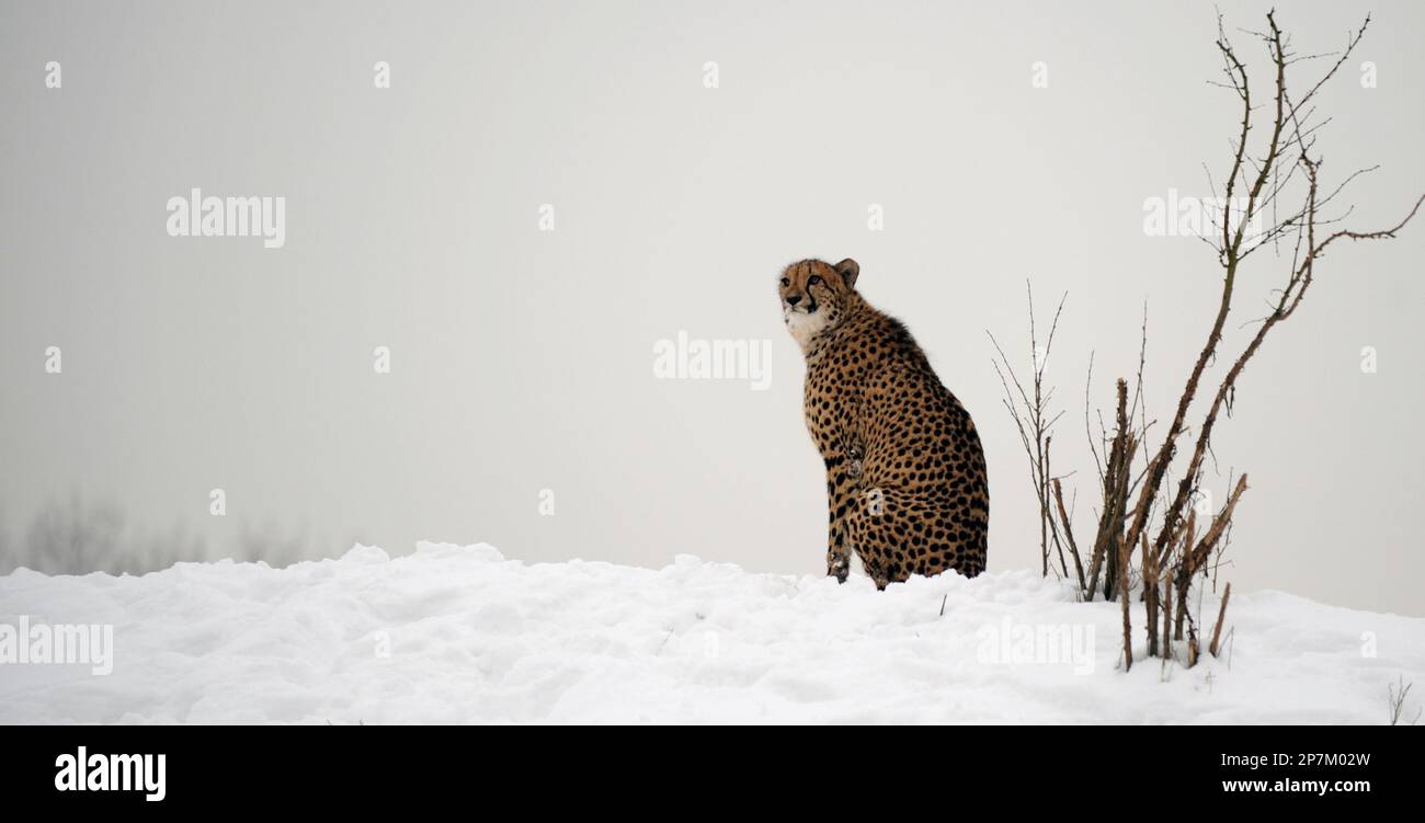 A cheetah, a species originating from Africa, sits in its snowbound ...