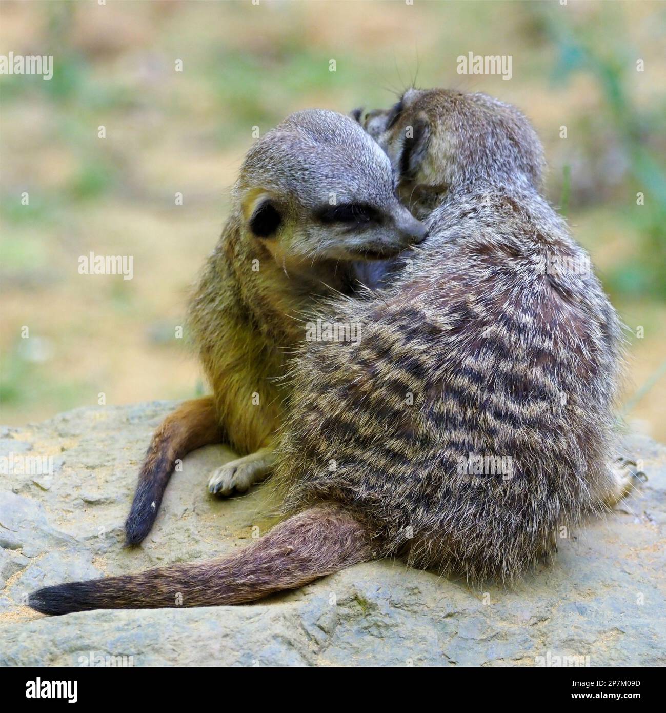 Herpestidae genus hi-res stock photography and images - Alamy