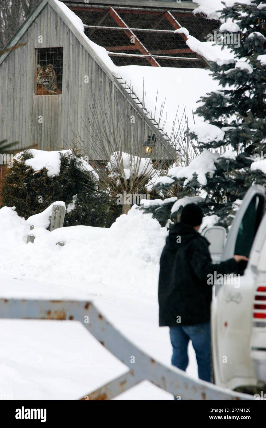 A tiger watches as a truck arrives at a residence in Southwold, Ont ...