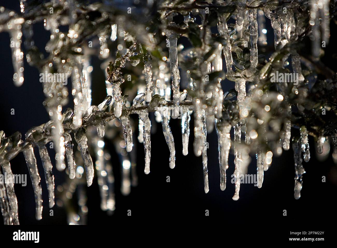 Early morning light shines on icicles that formed overnight on foliage ...