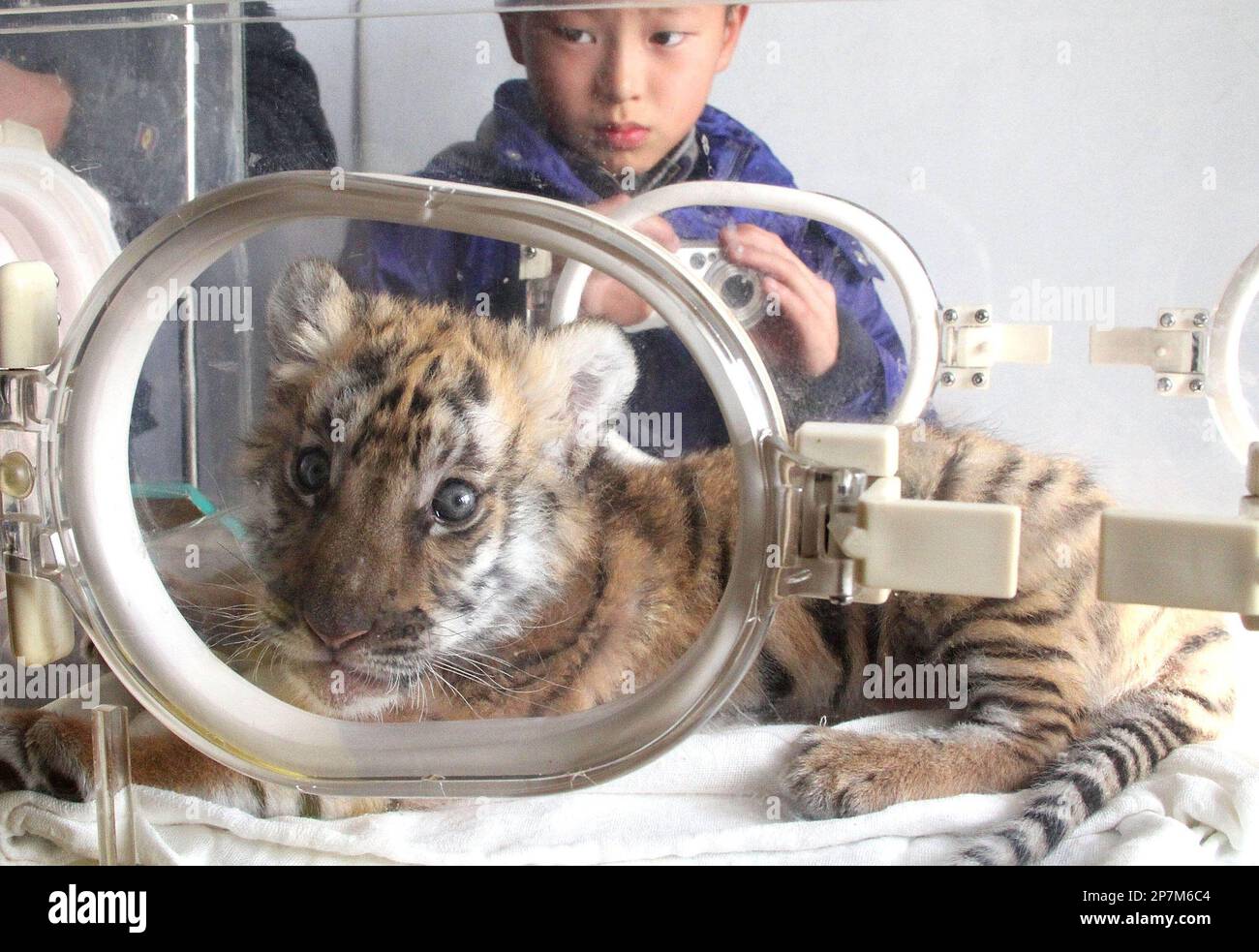 A female South China tiger cub, the only captive-bred trilling of the ...