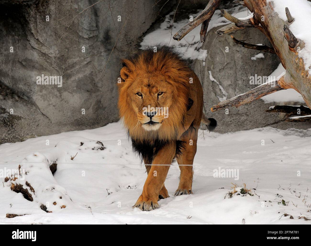 In this Dec. 29, 2009 photo, Percival, a 17 year-old Lion paces in his ...