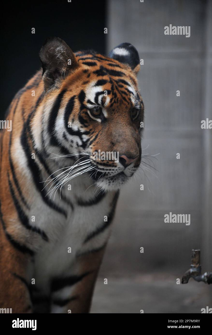 A Siberian tiger rests in the Chengdu Zoo in Chengdu in southwest China ...