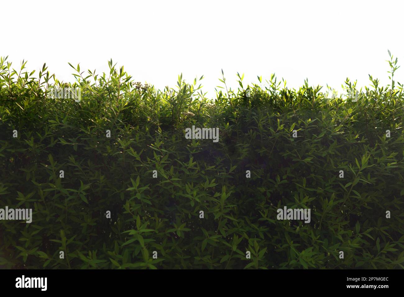 bush edge isolated Stock Photo - Alamy