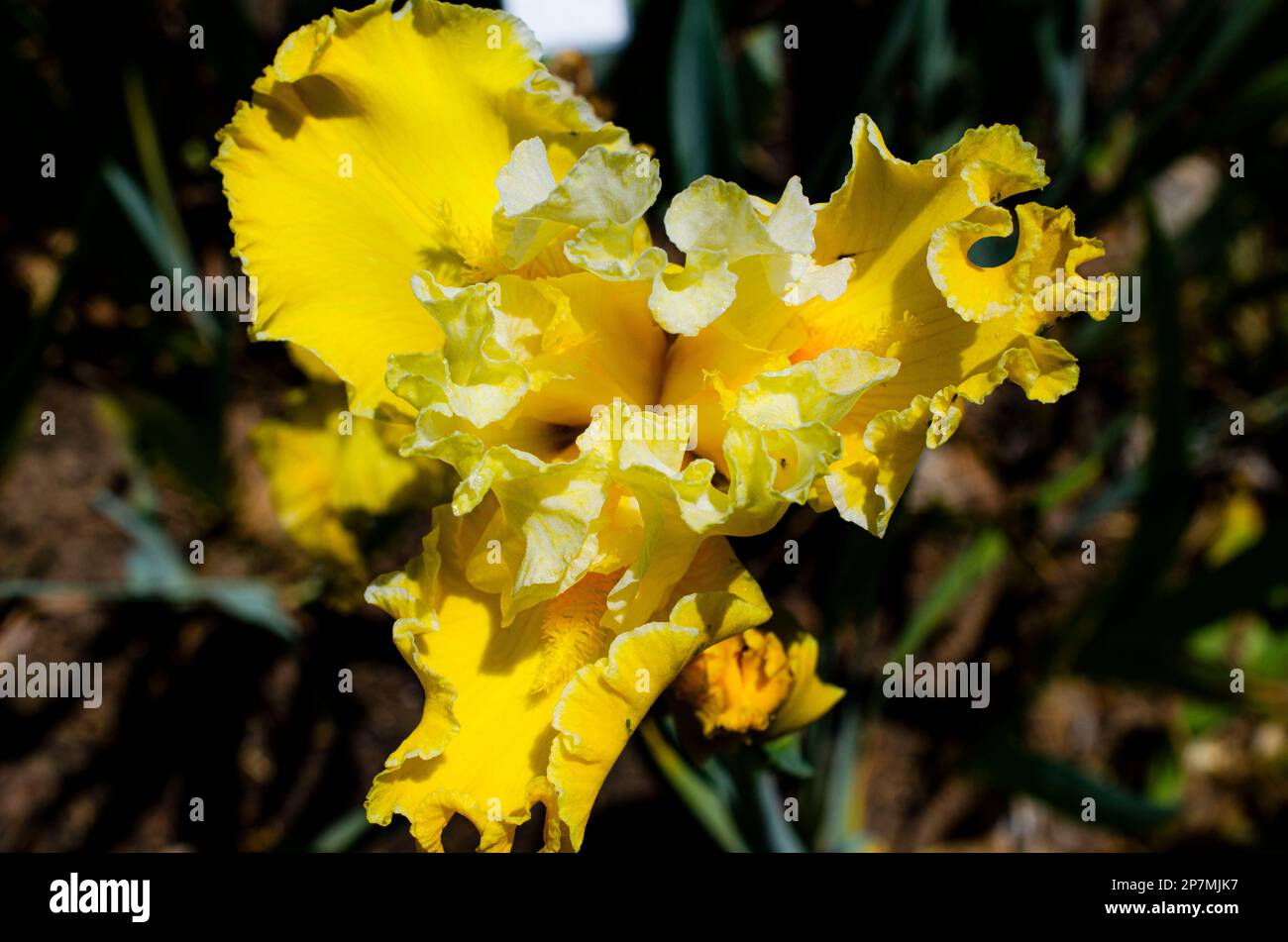 Colorful iris hi-res stock photography and images - Alamy