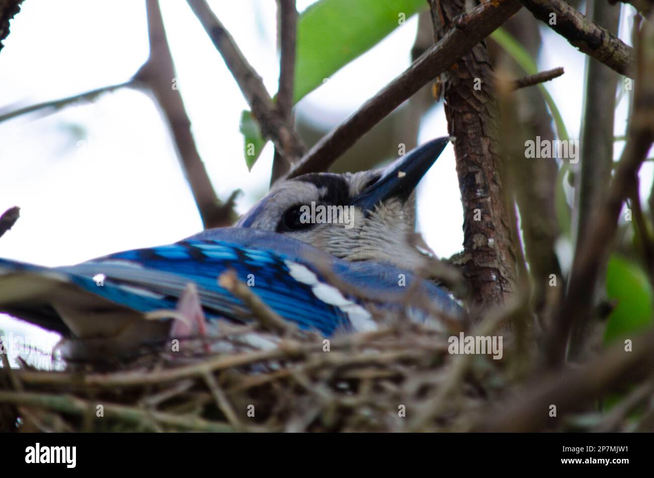 Blue jay babies hi-res stock photography and images - Alamy