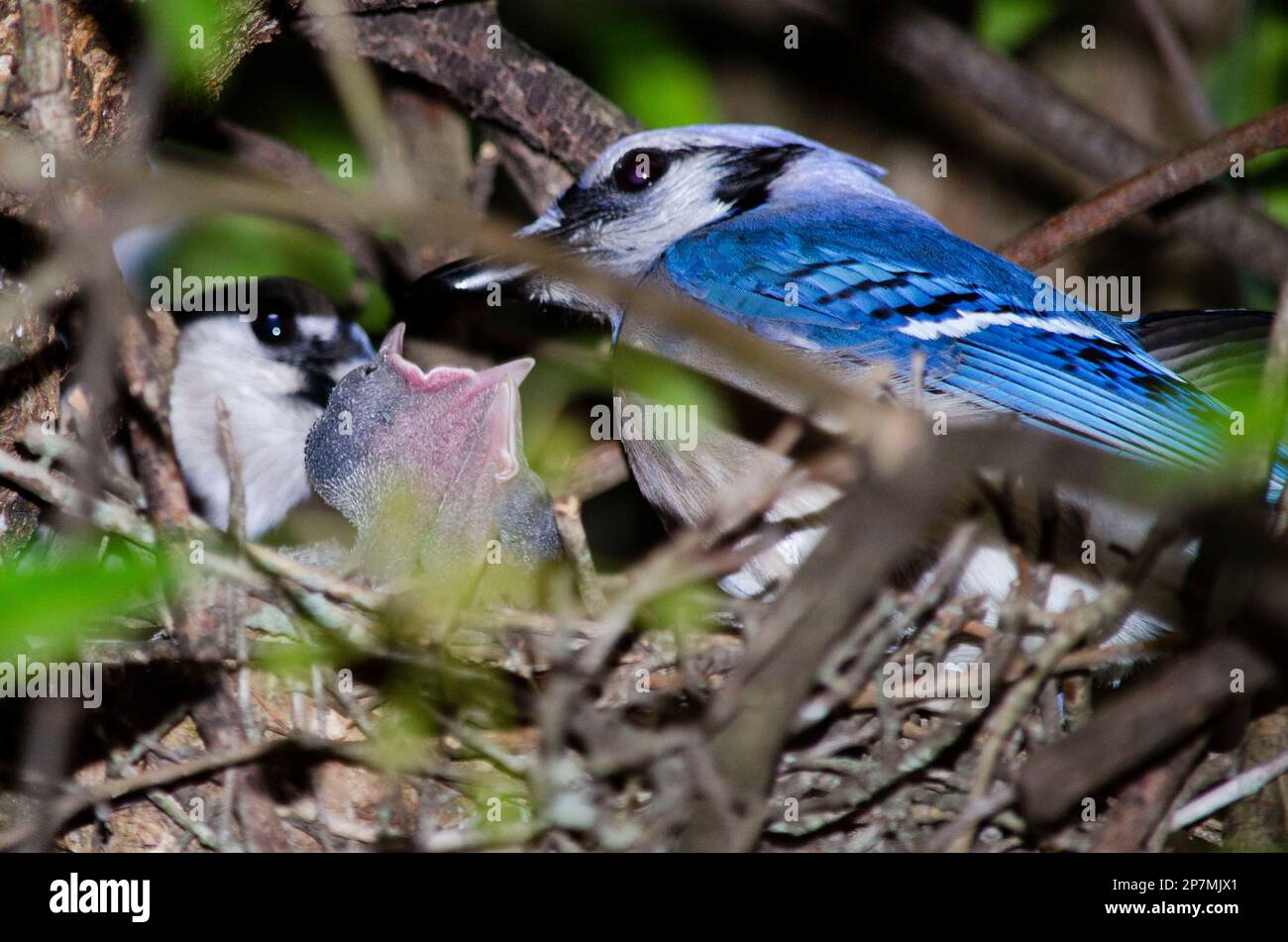 Hungry baby blue jay birds Stock Photo - Alamy