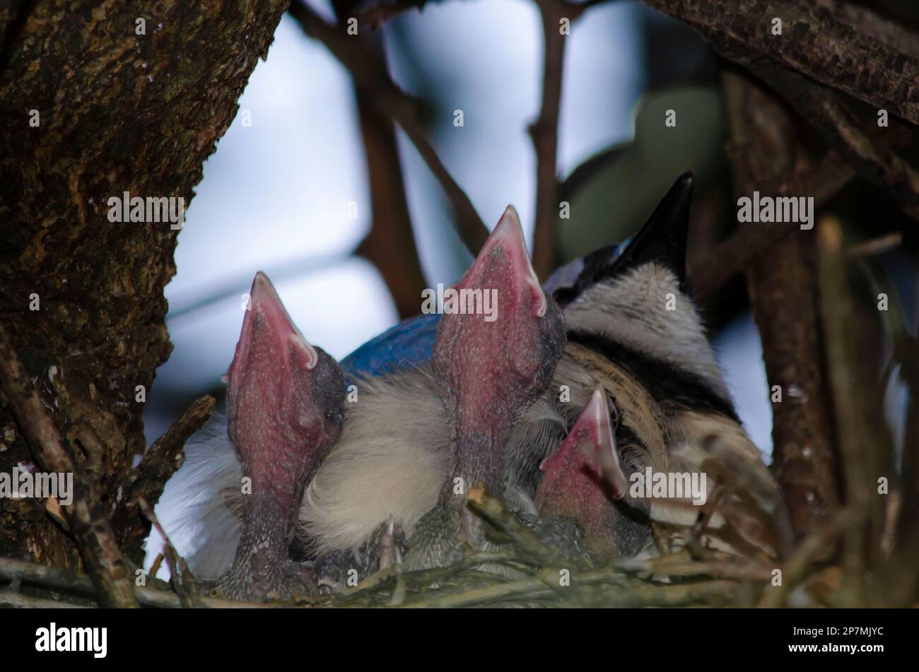 Hungry baby blue jay birds Stock Photo - Alamy