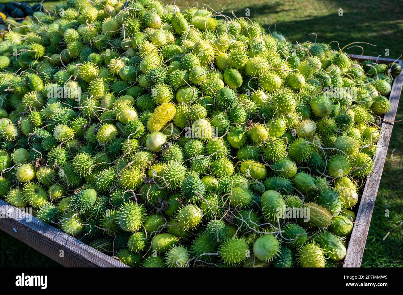Lots of green spike cucumber, prickly gourd, Momordica dioica, spiny ...