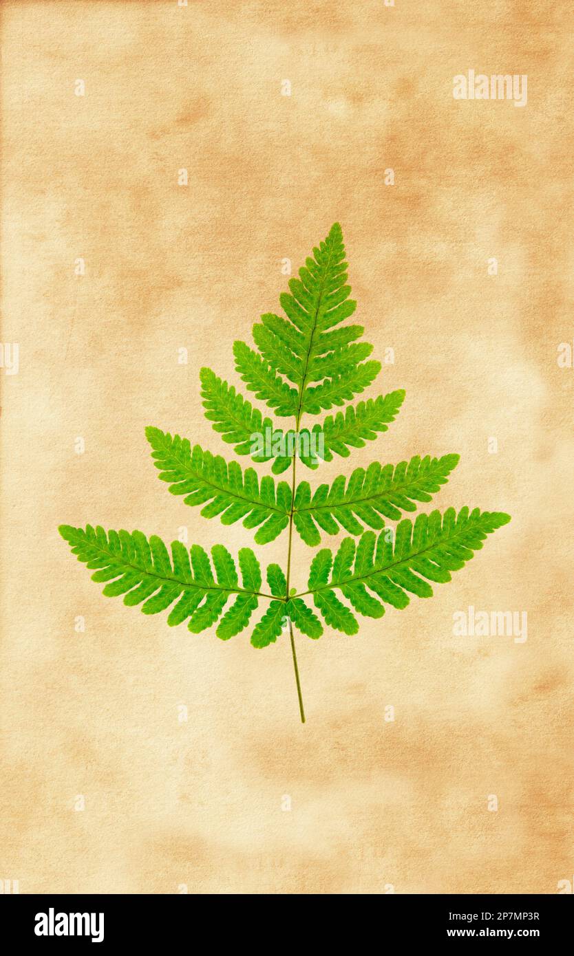 Gymnocarpium hi-res stock photography and images - Alamy