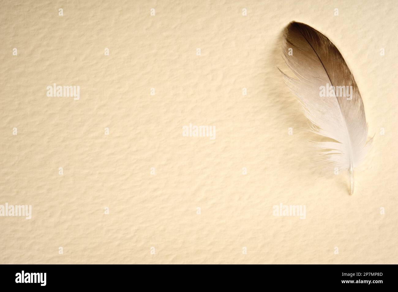 Old paper with feather Stock Photo - Alamy
