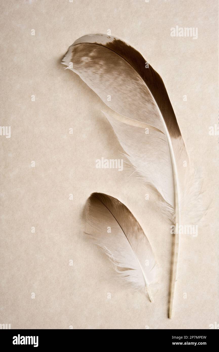 Old paper with two feathers Stock Photo - Alamy