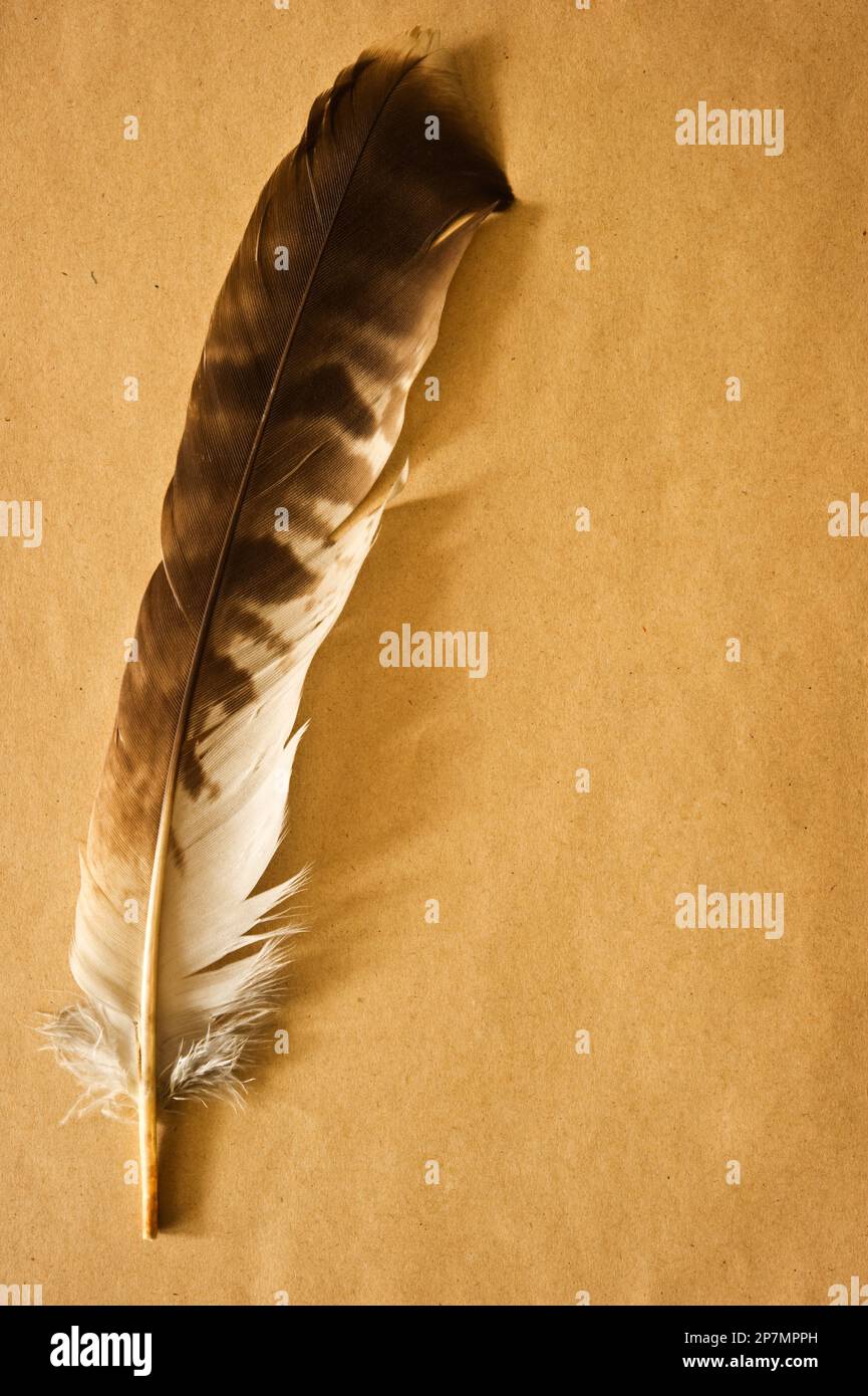 Feather shaft hi-res stock photography and images - Alamy