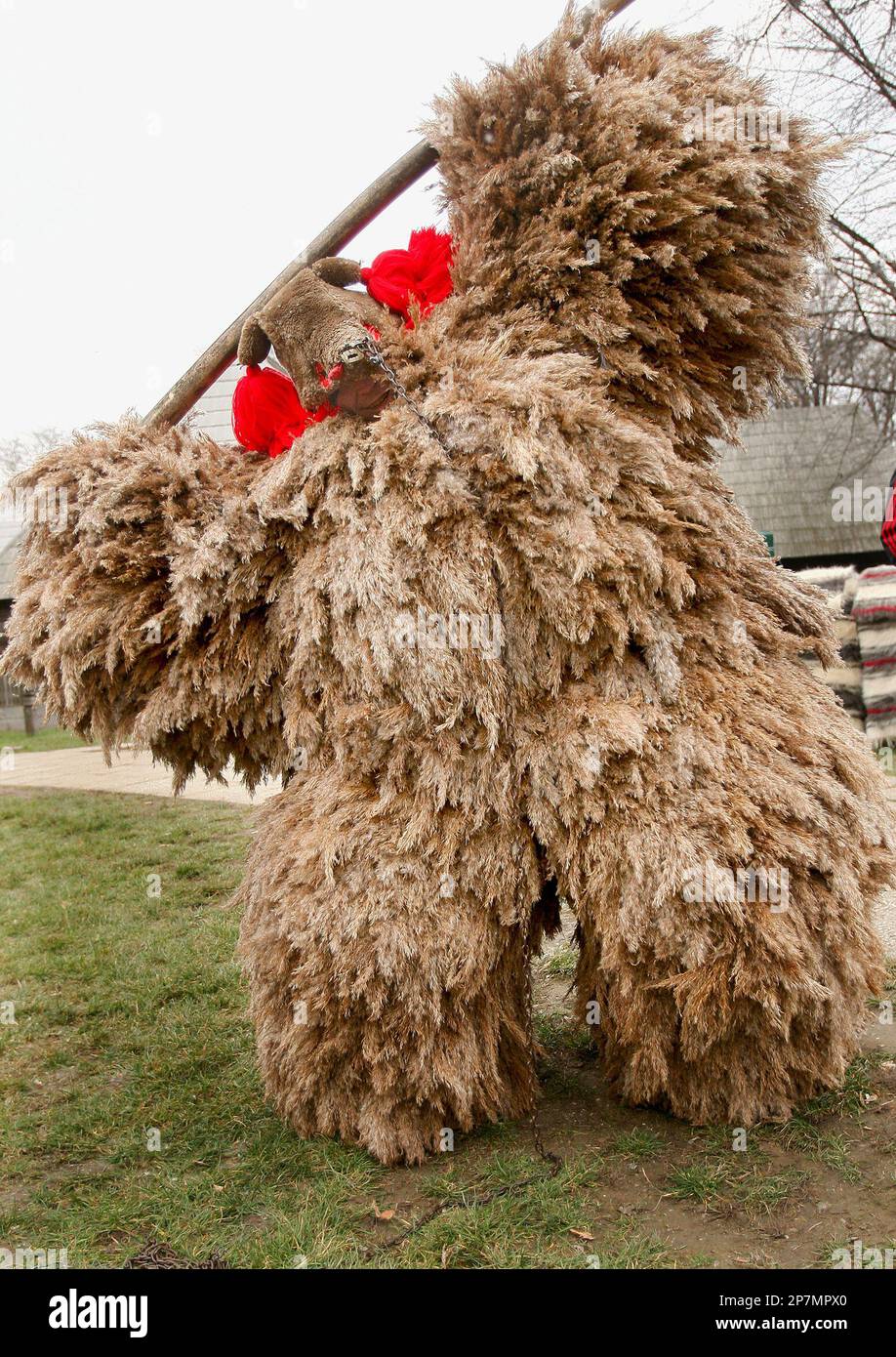 A dancer from Moldova, eastern Romania, wearing a bear costume performs ...