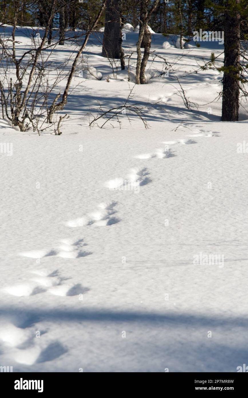 Row footprints in snow after hi-res stock photography and images - Alamy
