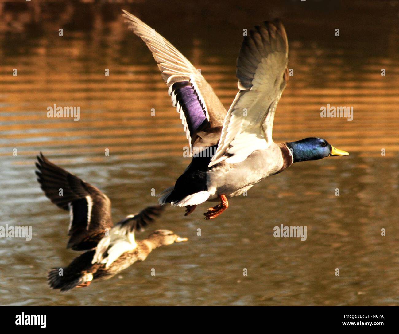 Ducks prepare to make a water landing on the pond at the Spring River ...
