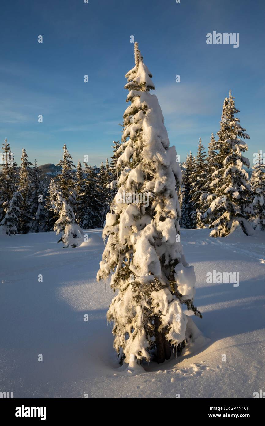 Frosted look hi-res stock photography and images - Alamy