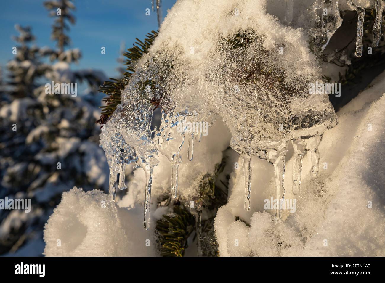 WA23217-00...WASHINGTON - Ice from melting snow on a tree in the ...