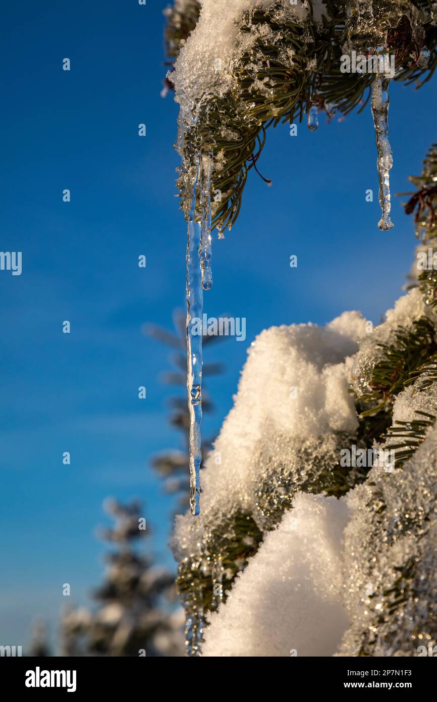 WA23218-00...WASHINGTON - Snow melting in the sunshine then refreezing ...