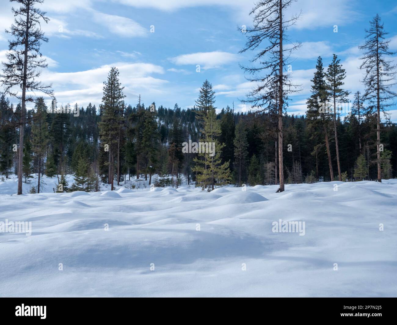 WA23226-00...WASHINGTON - Hummocks in a snow covered clearcut area ...