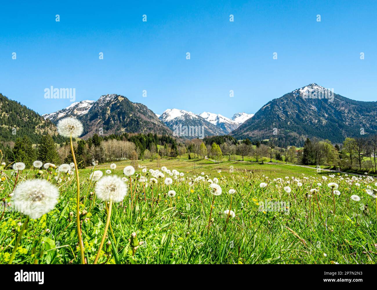 Amazing flower meadow and snow covered mountains in the background ...