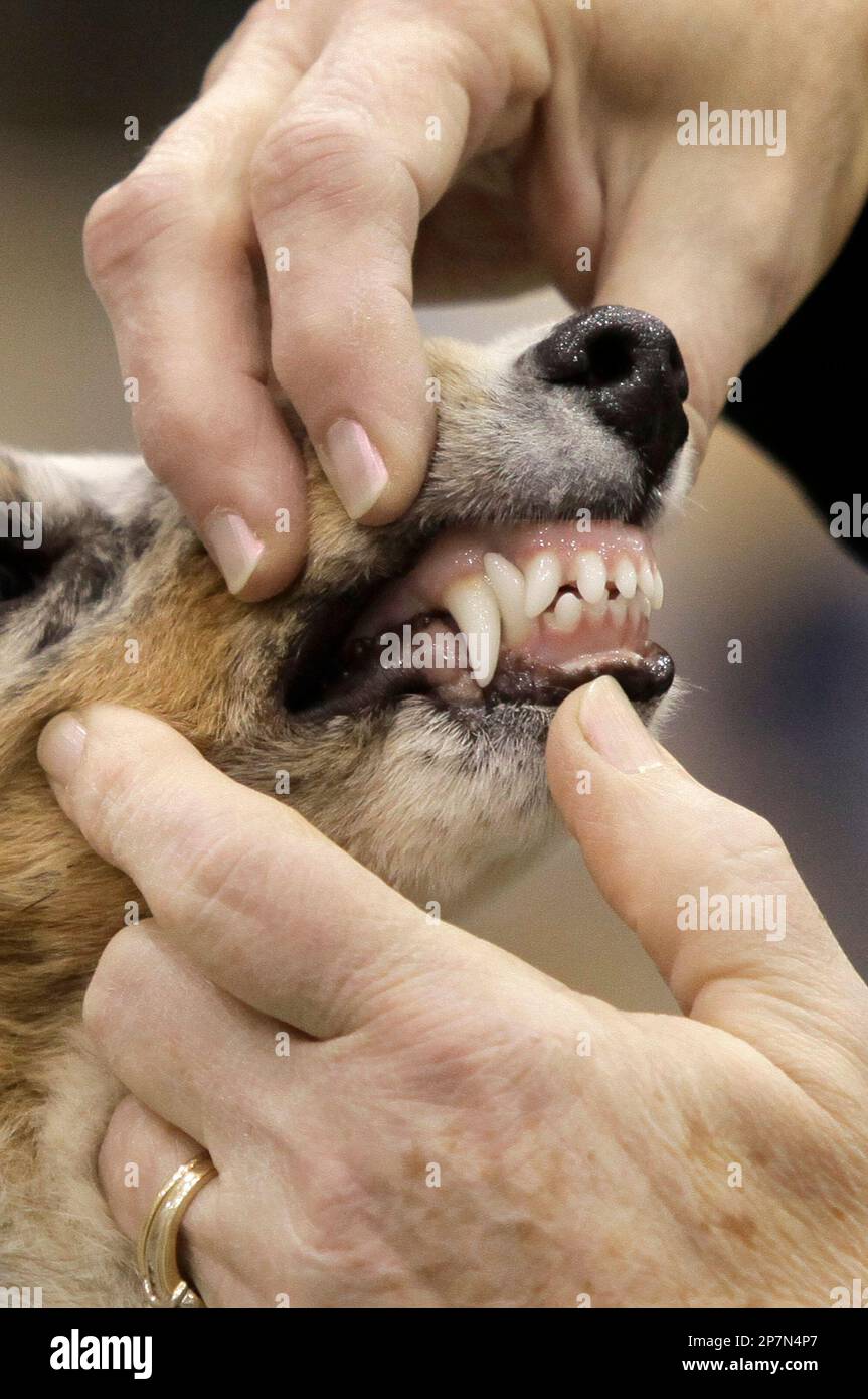 A judge looks over the teeth of a Shetland Sheepdog during judging at ...