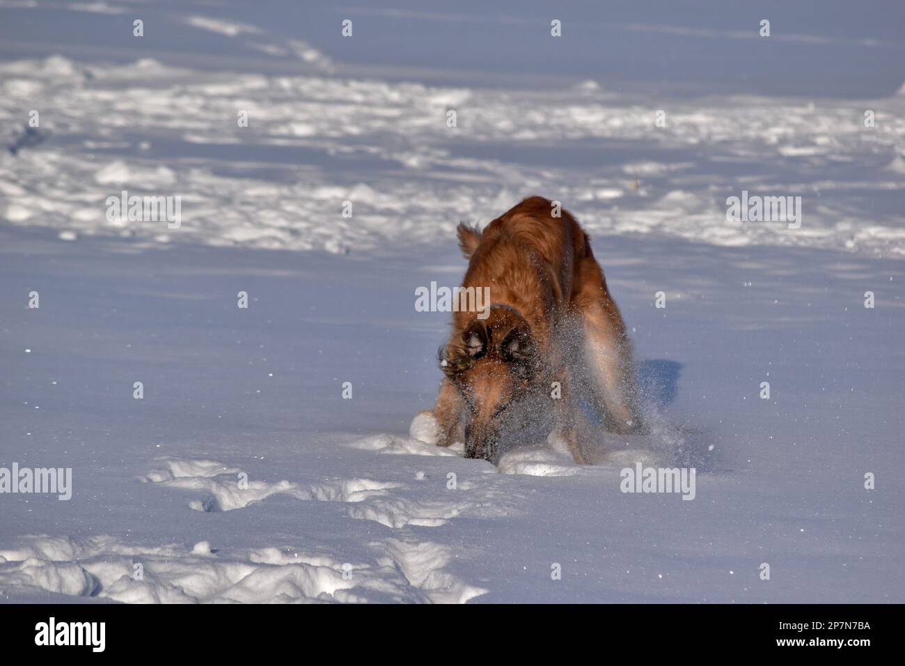 Russian greyhound hi-res stock photography and images - Alamy