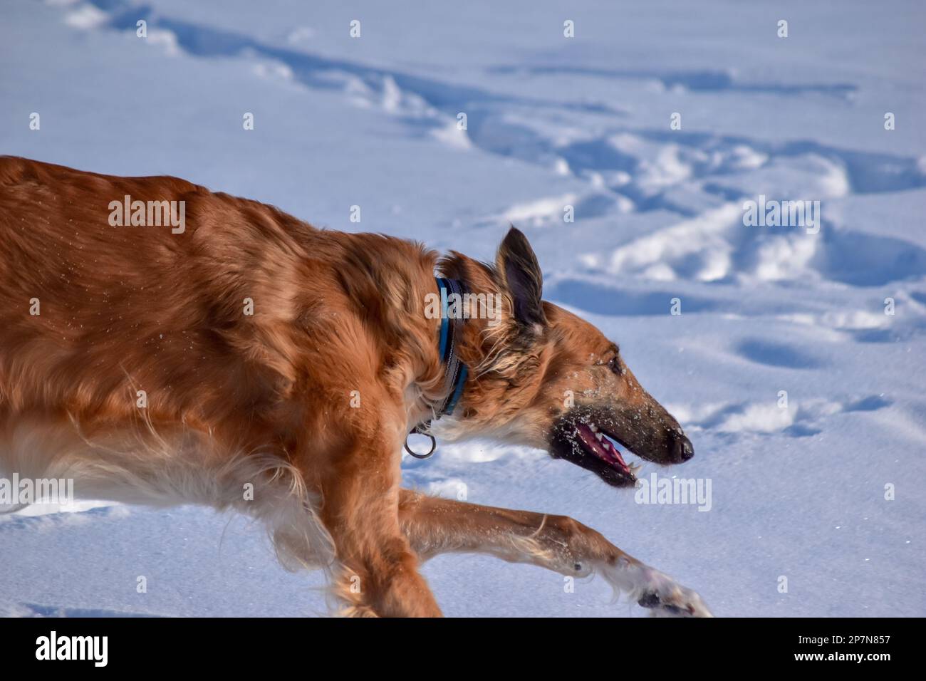 Russian greyhound hi-res stock photography and images - Alamy