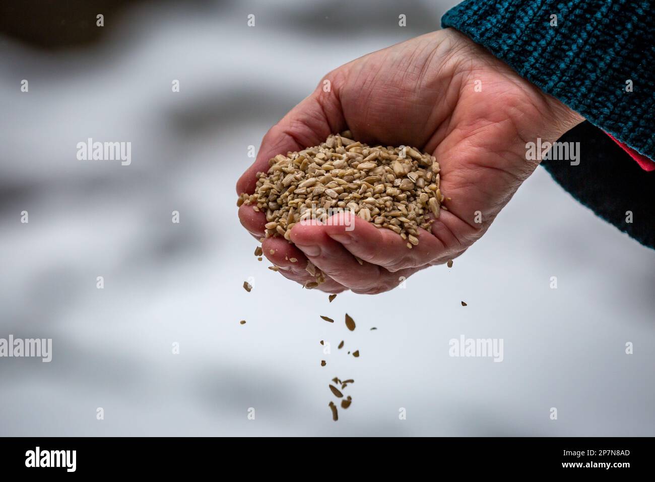 Hand scattering seeds hi-res stock photography and images - Alamy