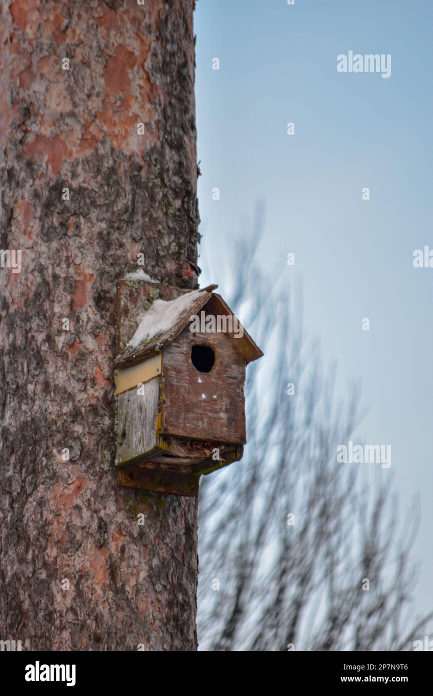 Bird house with a blackbird Stock Photo - Alamy