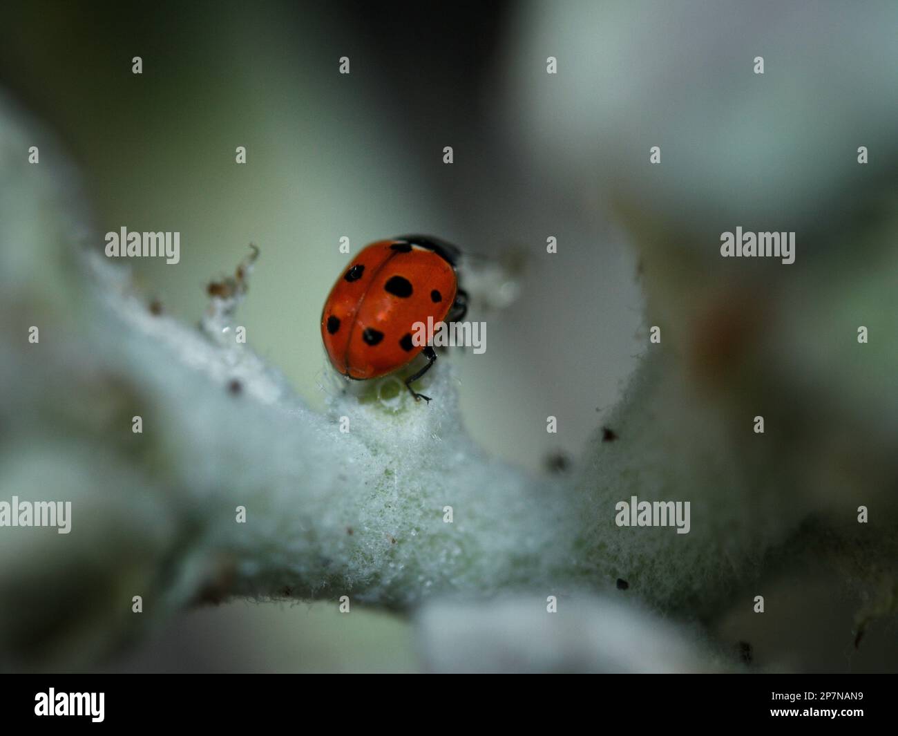 Lunate ladybeetle hi-res stock photography and images - Alamy