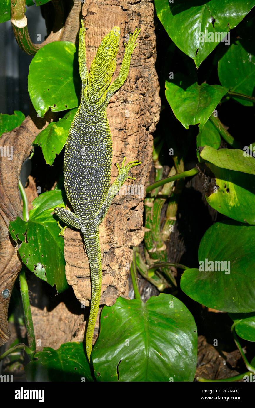 Emerald tree monitor on bark among leaves Stock Photo - Alamy